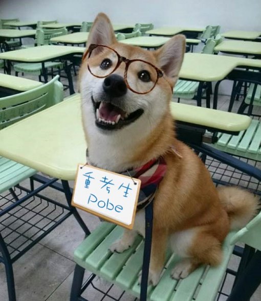 【汪喵好朋友】用「可愛」來豐富狗生：治療犬 Pobe 的成長故事 - 汪喵星球