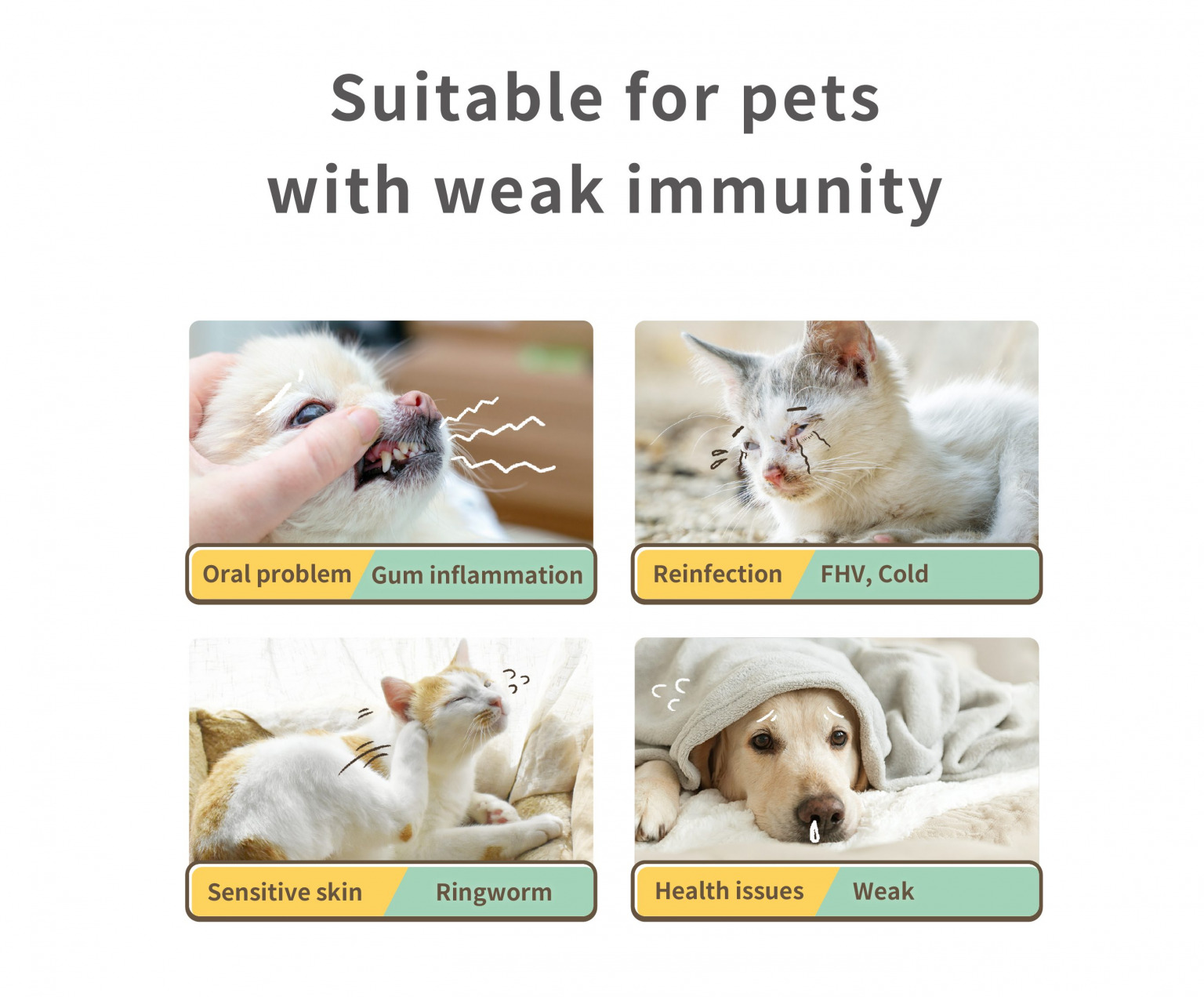 Immune System Support Powder for Dogs & Cats - 汪喵星球 (SG)