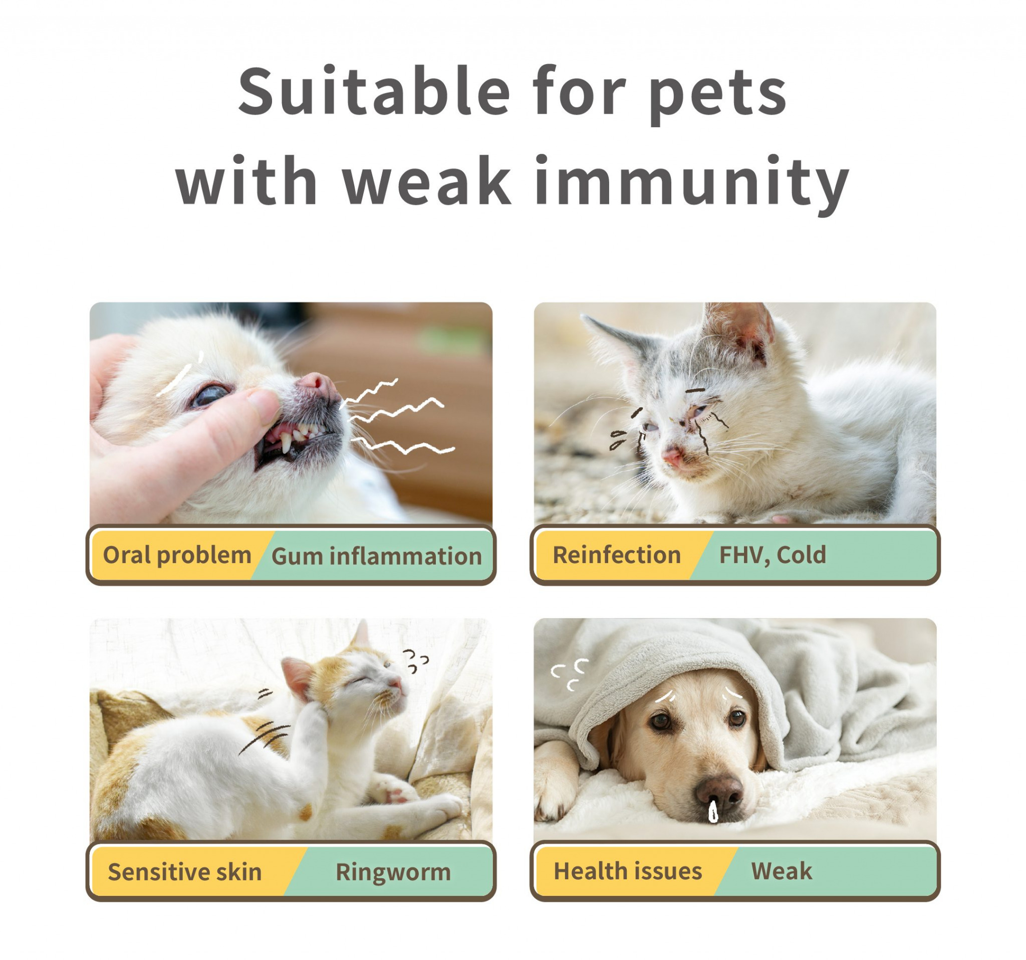 Immune System Support Powder for Dogs & Cats - 汪喵星球 (SG)
